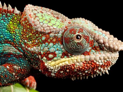 Cool Lizard Wallpapers Top Free Cool Lizard Backgrounds Wallpaperaccess