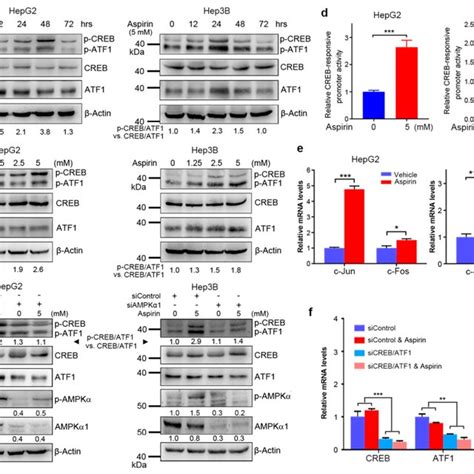 Aspirin Induces Pka Camp Response Element Binding Protein Creb Download Scientific Diagram