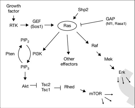 Diagram Of The Ras Pathway Download Scientific Diagram Diagram Of The Ras Pathway Download Scientific Diagram