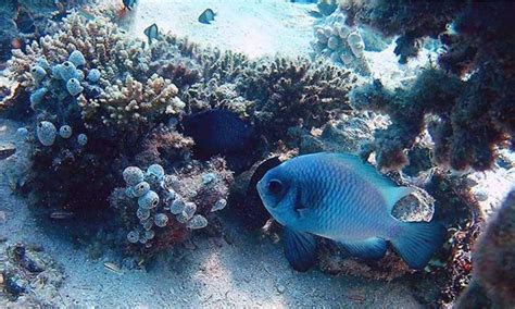 Puerto Princesa Scuba Diving For Certified Divers By Lets Dive Palawan Giá Tốt Nhất Tại