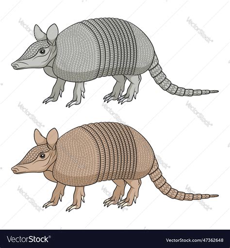 Set Of Color With An Armadillo Royalty Free Vector Image
