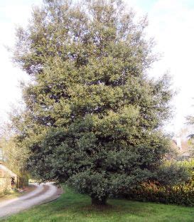 Arbres Pour Parc Et Grand Jardin Pépinières Bauchery