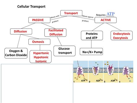 PPT Types Of Solutions Facilitated Diffusion Active Transport PowerPoint Presentation ID