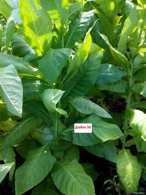 Сорта Табака Фото И Названия – Telegraph