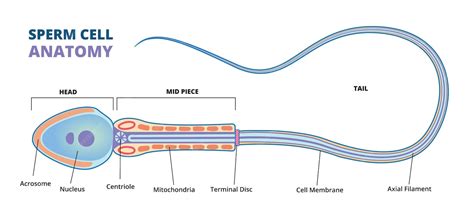 Premium Vector Illustration Of Human Sperm Cell Diagram