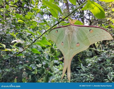 Closeup Shot Of A Luna Moth Resting In Nature Tropical Forest Habitat