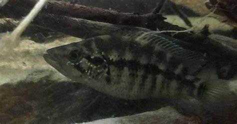 Sex My Dovii Album On Imgur