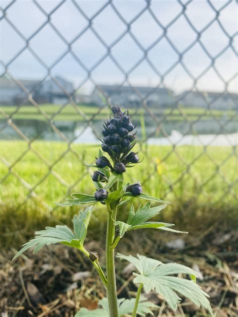 Growing Delphinium For The First Time This Year R Gardening