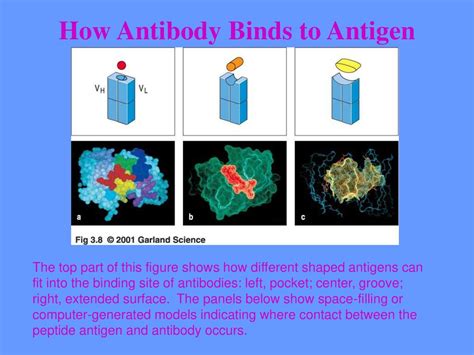 Antibody Based Detection Ppt Download