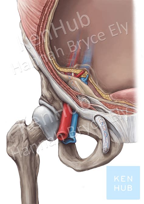KenHub Anatomy Illustrations On Behance