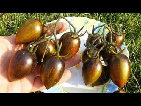 Фиолетовая комната | Дом Помидоров - Помидом | Tomato, Grapes, Grape ...