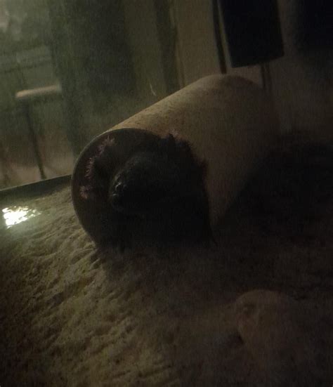 Cute Little Toothless Poking Out Of His Hidey Hole Raxolotl