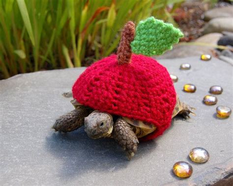 Stylish Tortoises In The Winter Sweater Collection