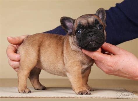 Французский бульдог палевый окрас девочка 63 фото картинки Sobakovod Club