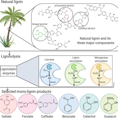 Of The Different Lignin Linkages And Other Structures Identified By Download Scientific Diagram