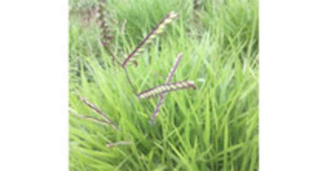 Review Of Forage Seed Regulation Framework In Kenya Review Of Forage Seed Regulation Framework In Kenya
