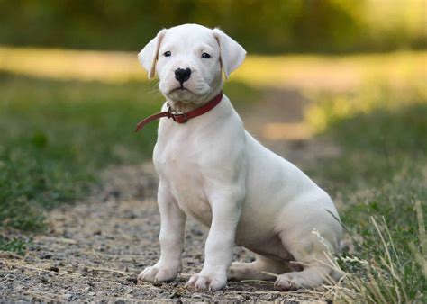 Dogo Argentino Puppies Dogo Argentino Een Temperamentvolle Hond