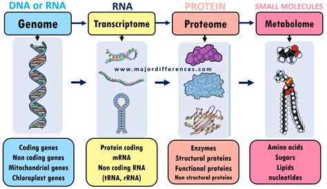 Difference Between Genome Transcriptome Proteome And Metabolome