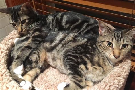 15 Things To Know About The Sokoke Cat