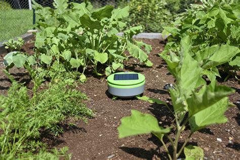 Tertill Weeding Robot Review Pcmag