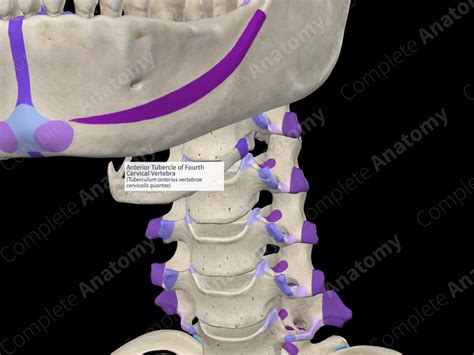 Anterior Tubercle Of Fourth Cervical Vertebra Left Complete Anatomy