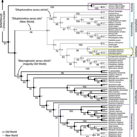 Pdf Phylogeny And Biogeography Of Hawkmoths Lepidoptera Sphingidae Evidence From Five