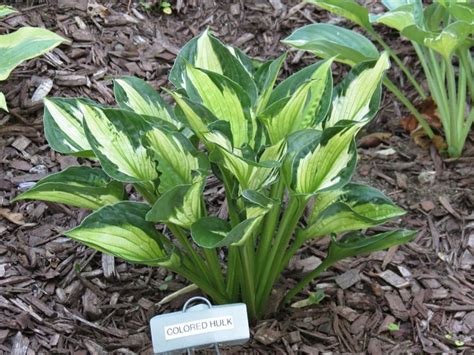 Hosta 'Colored Hulk'...The Hosta Cottage | Funkia, Hostor
