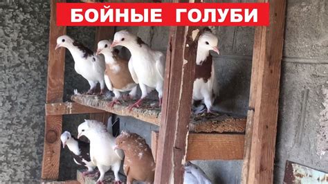 Заехали в гости к Василию Ивановичу посмотреть голубей Youtube