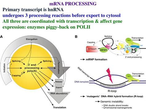 Next Presentation Alternative Splicing Alternative Polyadenylation Ppt Download