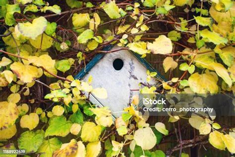 노란 나뭇잎으로 둘러싸인 나무 울타리에 새집 봄 여름 새 도착 봄 분위기 배경 질감의 접근의 개념 0명에 대한 스톡 사진 및 기타 이미지 Istock