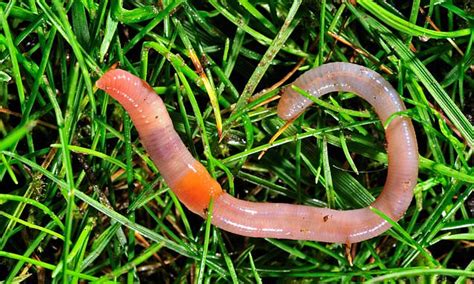Who Knew Worms Had Such A Wild Sex Life They Sing Love A Babe Foreplay And Indulge In