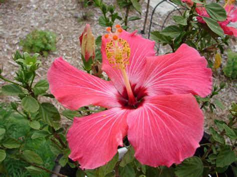 Tropical Flowers Wallpaper 2048x1536 42577