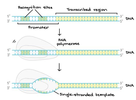 DNA Transcription RNA Synthesis Article Diagrams And Video
