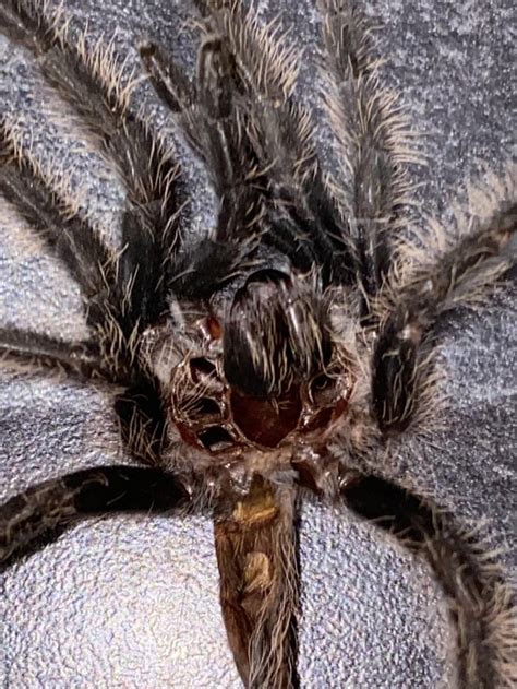 Male Or Female T Albo R Tarantulas