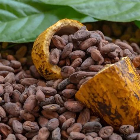 Cocoa Beans Essential Spices