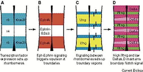 Developmental Biology Notching The Hindbrain Current Biology