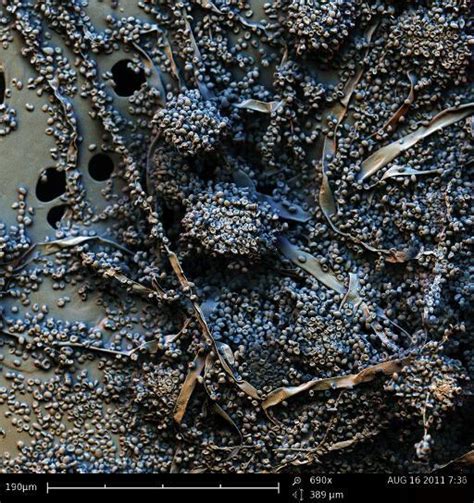 Nanoscience Instruments On Linkedin Whats Under The Microscope The Phenom Desktop Sem Is A