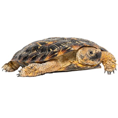Pancake Tortoise Reptichip Llc
