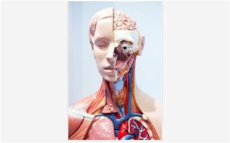 Medical Lab Anatomical Model At Best Price In New Delhi Models Mall