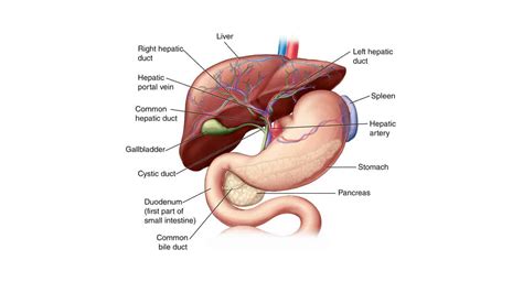 Bile Duct Anatomy Liver Gallbladder And Pancreas Ducts Gross