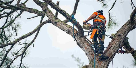 How To Prevent A Tree From Falling On Your House In Destin