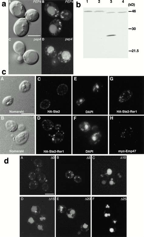 Cooh Terminal Tail Of Rer1p Is Important For The Golgi Localization