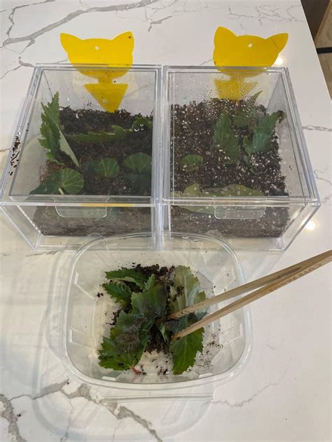 Leaf Props Of Begonia R Propagation