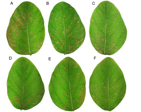 Disease Severity Caused By P Pachyrhizi In Soybean Leaves Treated With