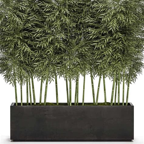 Tall Plants For Pots In Full Sun 15 Gorgeous Ideas You Should Try
