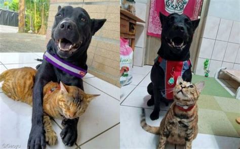 잘 때마다 쭙쭙이 하는 냥이에 해탈한 멍멍이 동생이라 봐줬개 노트펫