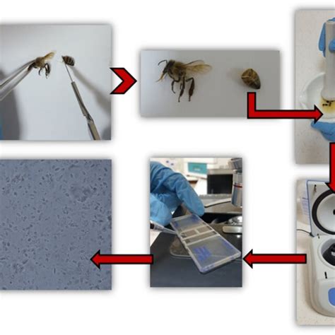 A Nosema Spp Infected Honey Bees Arrow Shows Midgut Of Bee B Download Scientific
