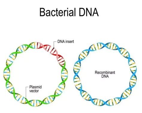 Recombinant DNA Definition Formation Applications Examples Biology Notes Online