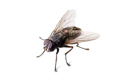 Why Is The Fly Buzzing So Loud At Amy Ammerman Blog