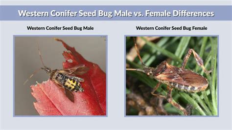 Western Conifer Seed Bug Leptoglossus Occidentalis Identification Life Cycle And Control